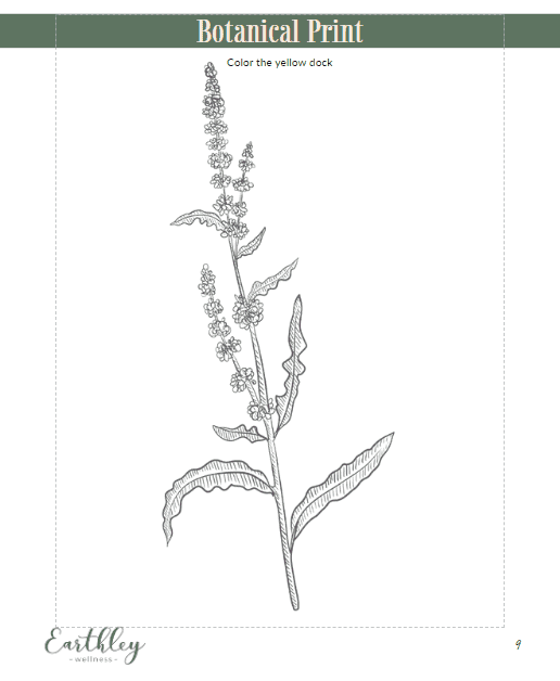 Yellow Dock Mini Family Guide [PDF Digital Download] | Natural Wellness ...