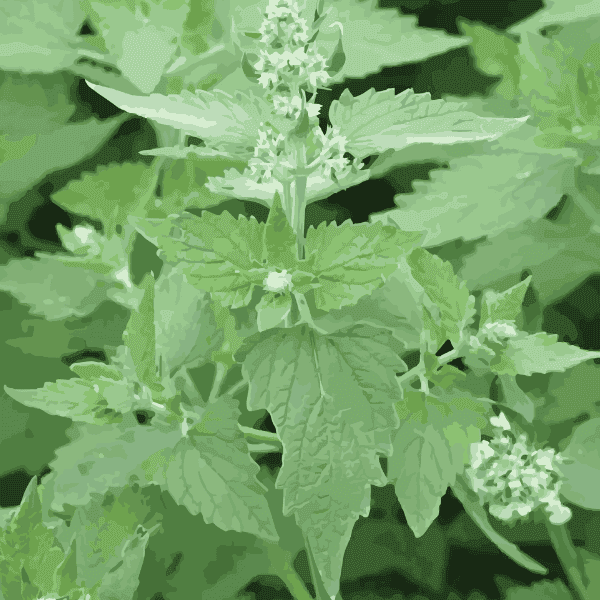 Catnip {Organic} (Nepeta cataria) | Natural Ingredients | Earthley ...