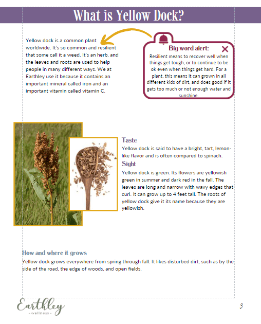 Yellow Dock Mini Family Guide [PDF Digital Download] | Natural Wellness ...